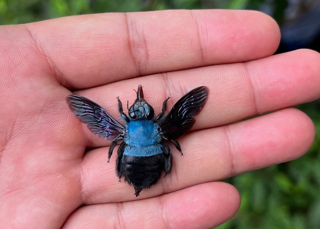 Pack 4 Real Blue Bee Beetle Insect Bug Mounted Taxadermy Taxidermy ...