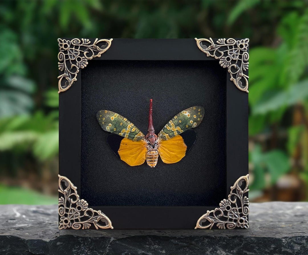 Lanternfly Handmade Shadow Box Insect 3D Clear Frame Taxidermy ...