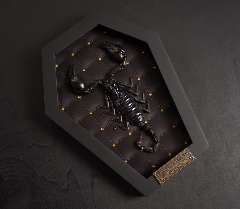 Black Scorpion Coffin Frame Shadow Box, Bug Frame Taxidermy Curiosities ...
