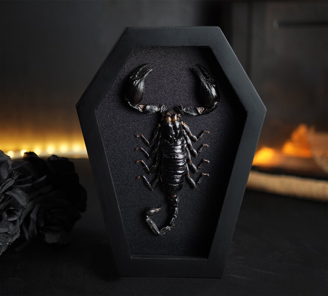 Real Scorpion Coffin Shadow Box, Black Gothic Hanging Decor, Insect ...