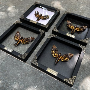 Real Framed Death Head Moth Acherontia, Dried Butterfly Skull Moth ...