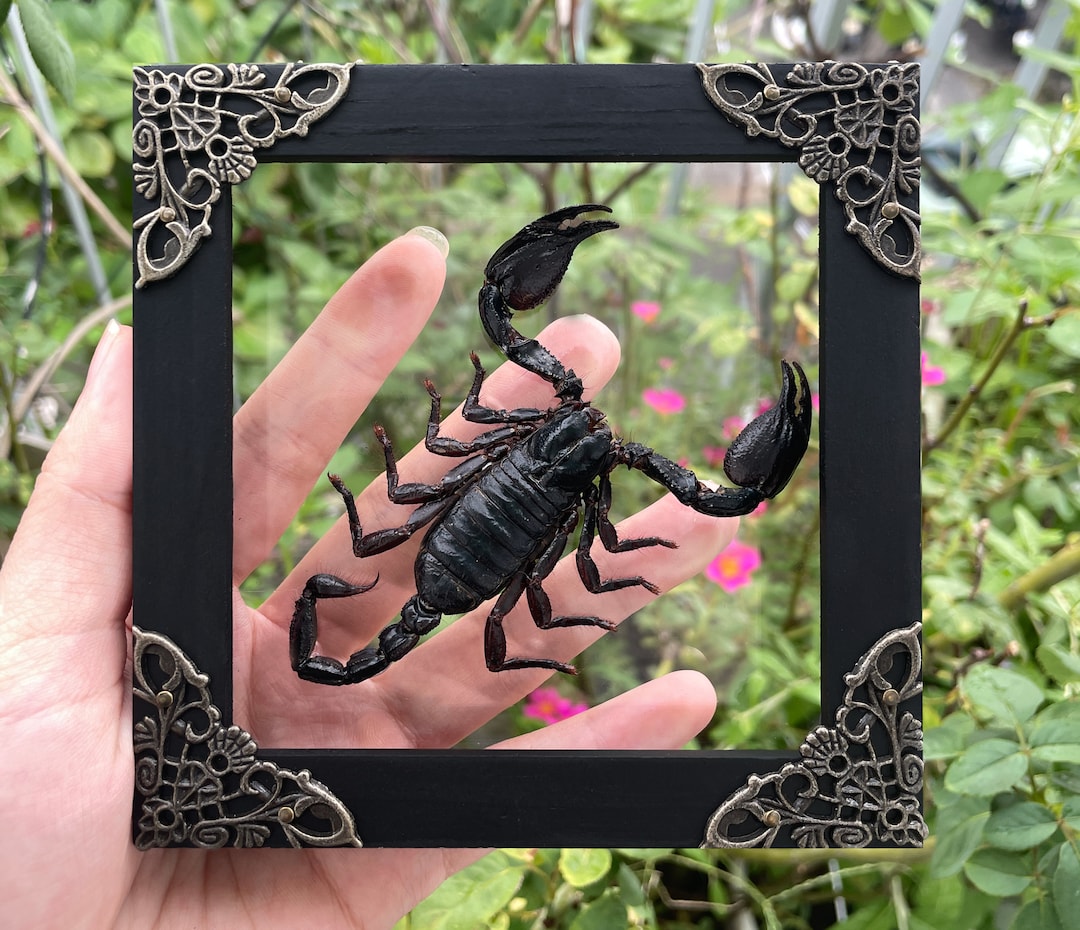 Scorpion Frame Taxedermy Black Wall Decor Gothic Artwork, Preserve ...