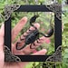Scorpion Frame Taxedermy Black Wall Decor Gothic Artwork, Preserve ...