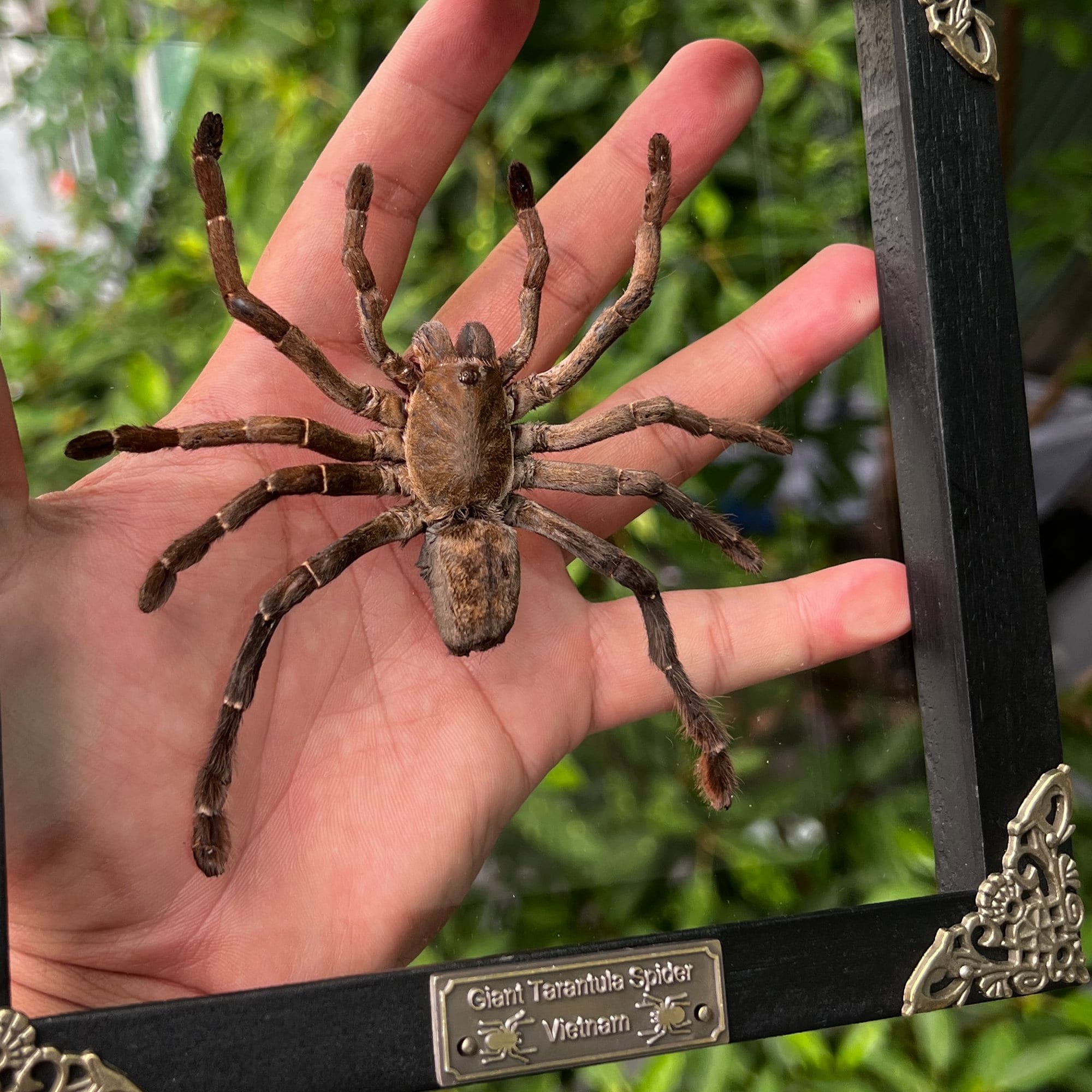 Real Framed Spider Tarantula Bird Eating Insect Shadow Box Taxidermy ...