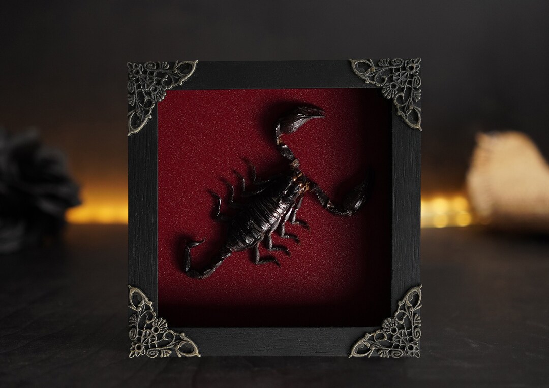 Black Scorpion in Frame Shadow Box 5.5'' Insect Frame Taxidermy ...