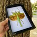 Real Framed Giant Walking Stick Insect 3D Clear Shadow Box - Etsy