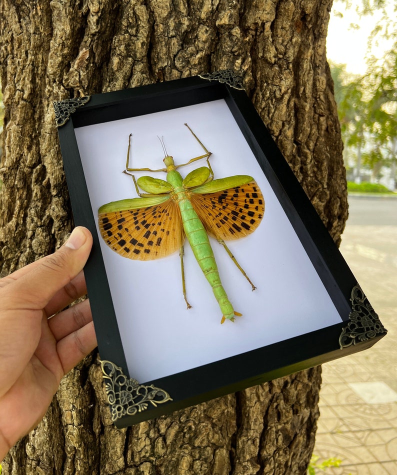 Real Framed Giant Walking Stick Insect 3D Clear Shadow Box - Etsy