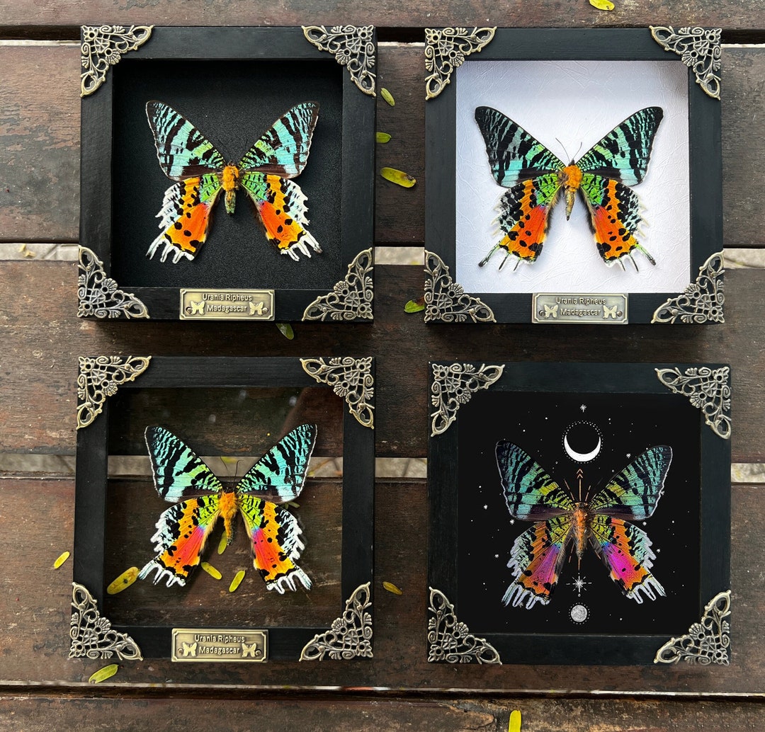 Real Framed Butterfly Sunset Moth Urania Ripheus Dried Insect Frame ...
