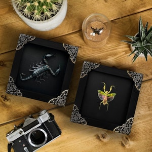 Scorpion Frame Taxedermy Black Wall Decor Gothic Artwork, Preserve ...