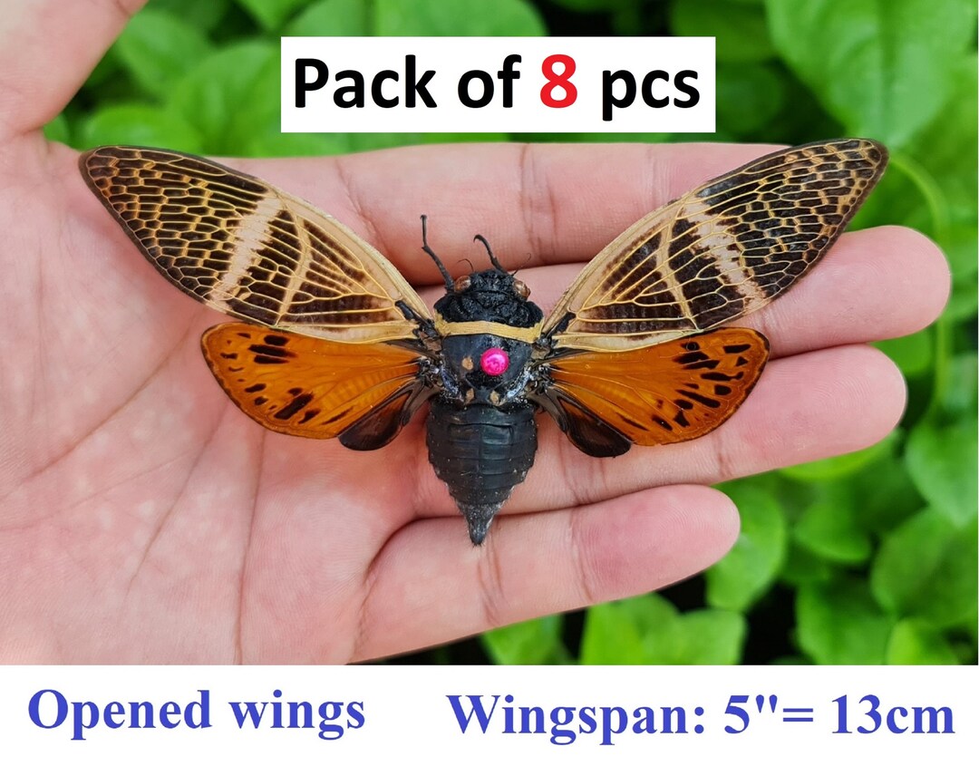 8 Real Cicada Beetle Real Beetle Insect Bug Entomology Cicadas ...