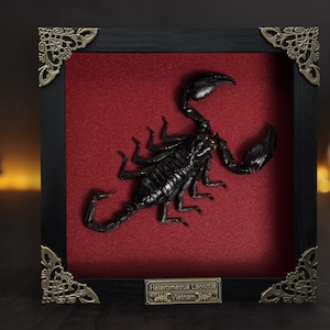 Scorpion Frame Taxedermy Black Wall Decor Gothic Artwork, Preserve ...
