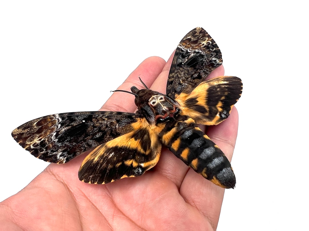 Real Death Head Moth Acherontia Spread Mounted Skull Moth Silence Lambs ...