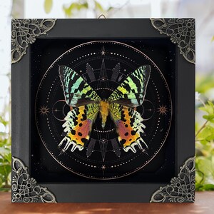 Real Framed Butterfly Sunset Moth Urania Ripheus Dried Insect Frame ...