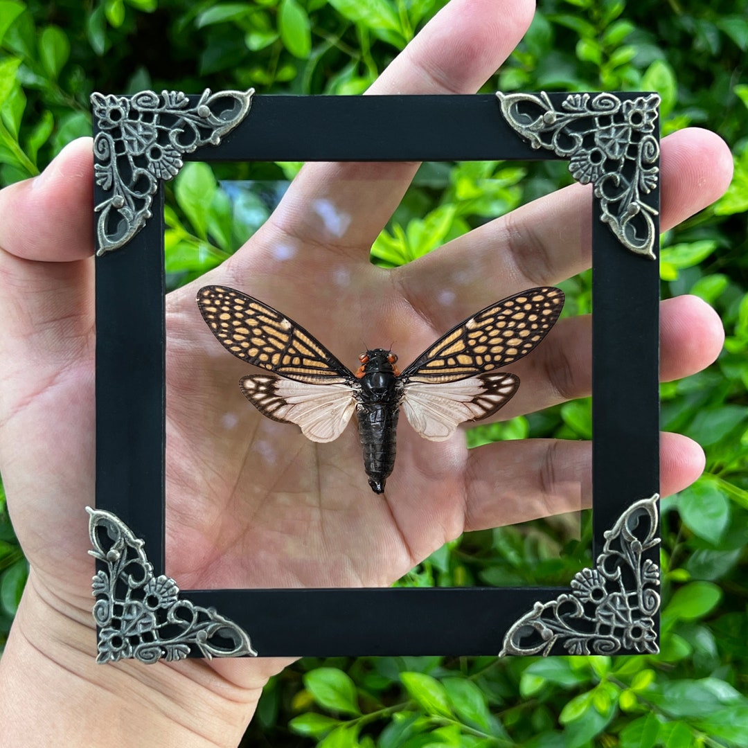 Real Framed Cicada Tailanga Shadow Box Bug Insect Frame - Etsy