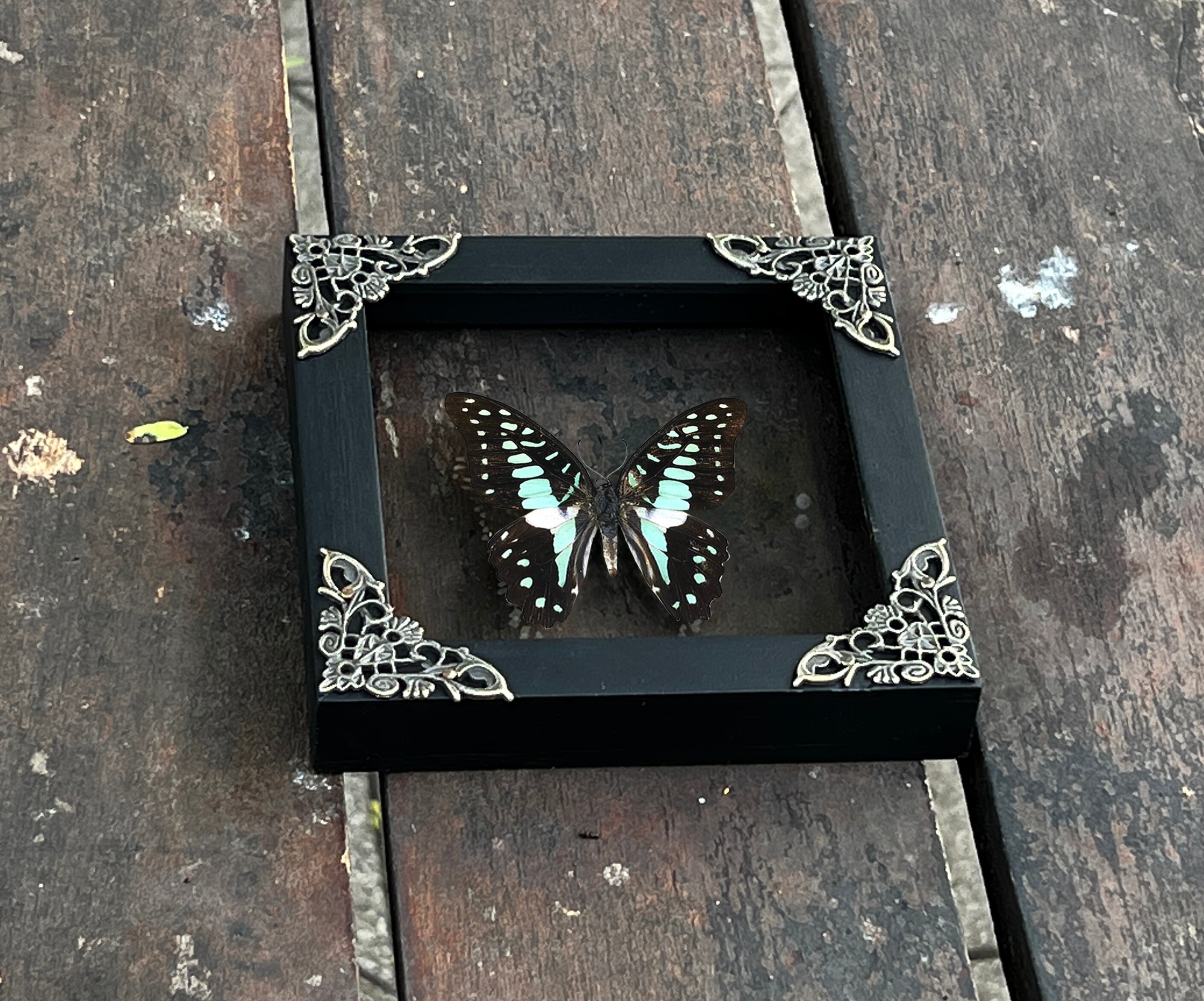 Real Framed Butterfly Dried Insect 3D Frame Floating Shadow - Etsy