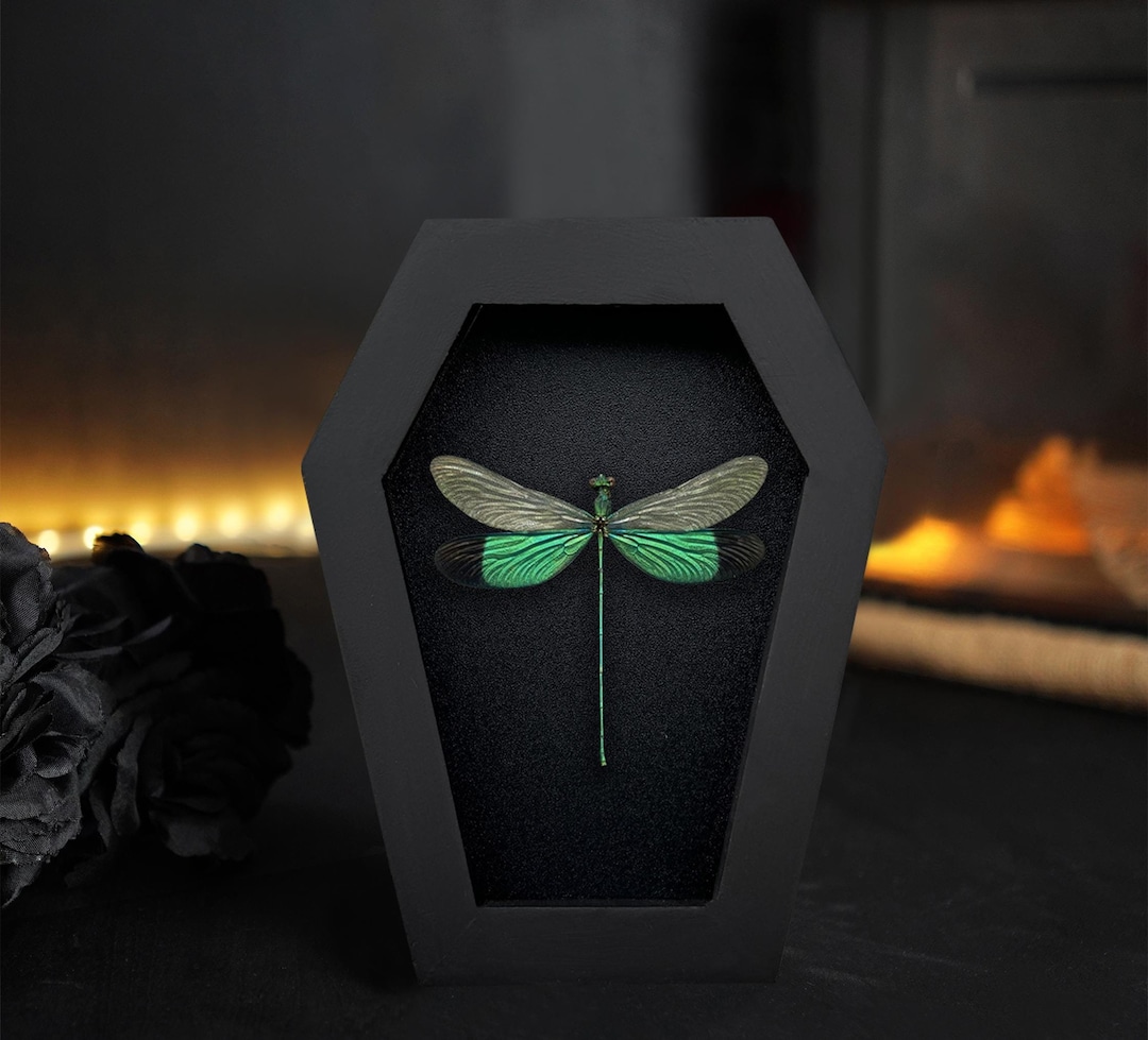 Real Dragonfly Damselfly Coffin Frame, Black Gothic Hanging Decor ...