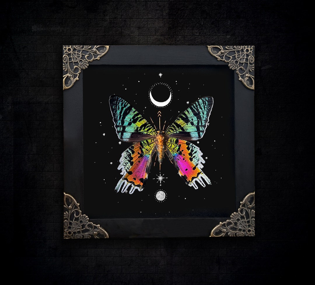 Real Sunset Moth Astronomy Astrology Display Frame Gothic Witch Oddity ...