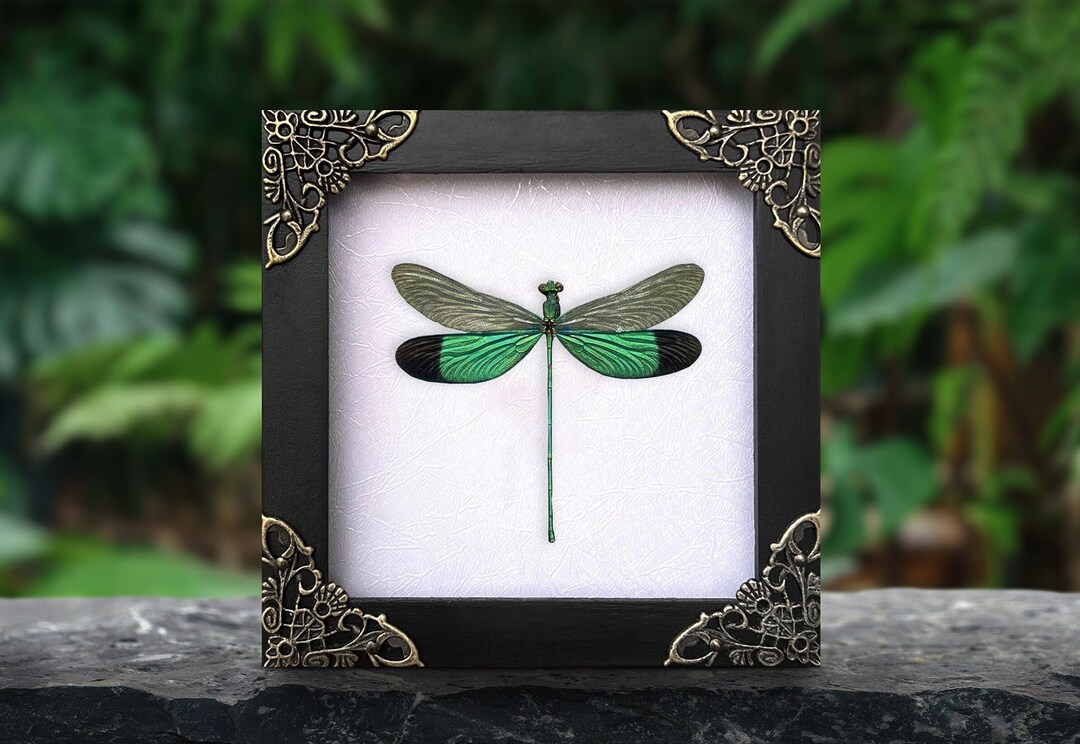 Real Dragonfly Framed Shadow Box Insect Bug Taxidermy Taxadermy Wall Art Decoration Gothic ...