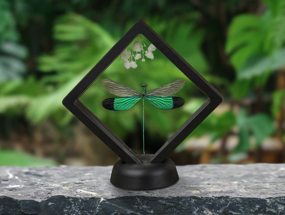 Framed Dragonfly Damselfly Taxidermy Natural Home Artwork Decoration ...