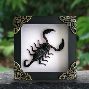 Father's Day Gift Idea, Scorpion Frame Preserved, Entomology Gift ...
