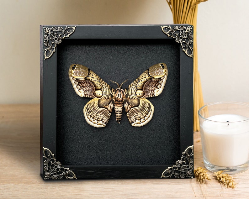 Real Framed Owl Moth Brahmaea Shadow Box Insect Frame Dried - Etsy