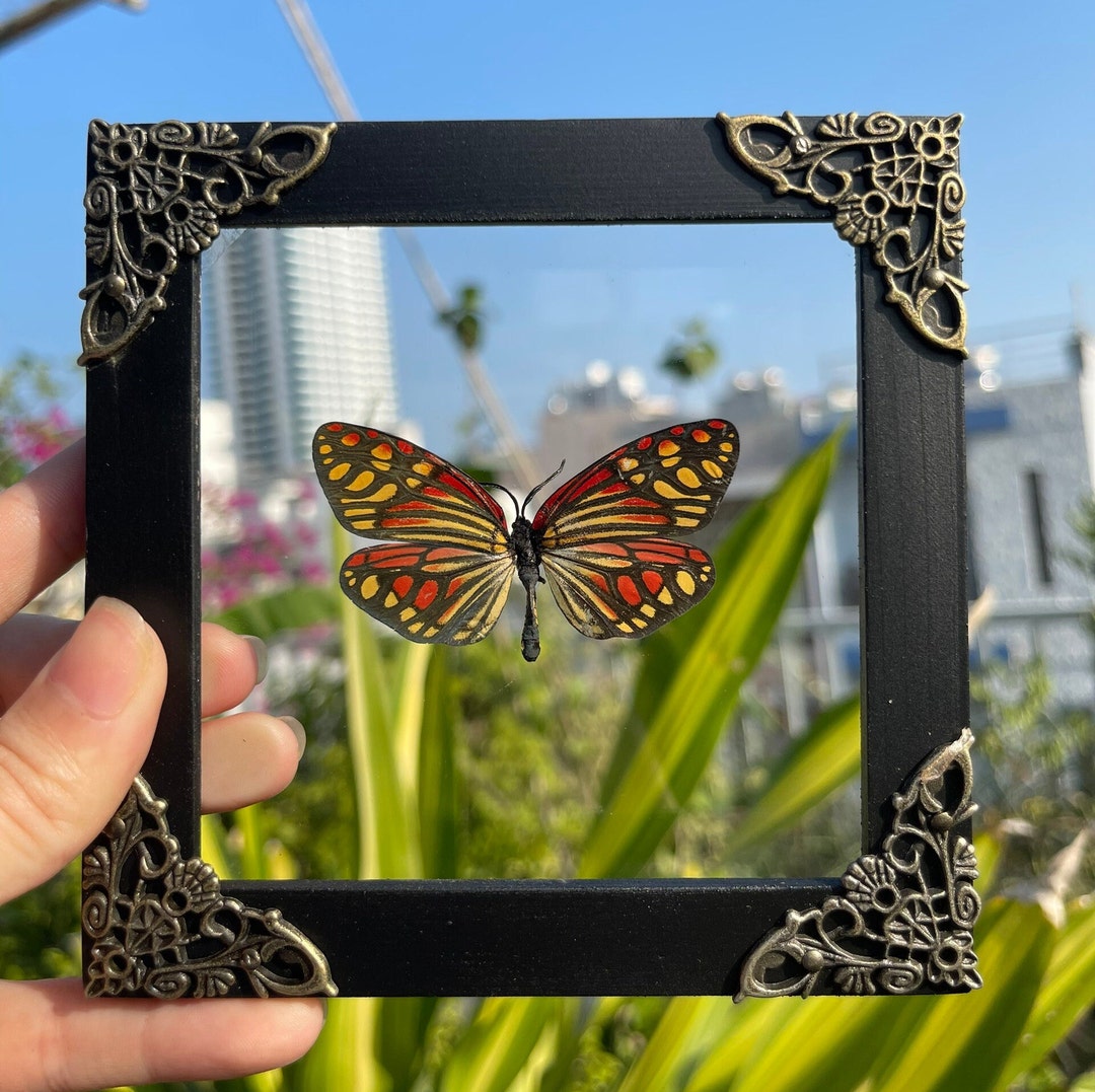 Real Framed Butterfly Insect Shadow Box Frame Moth Bug Taxidermy ...