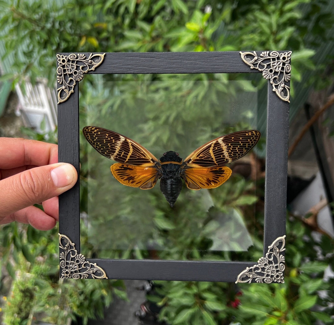 Real Framed Cicada Cicadoidea 3D Floating Shadow Box Bug Insect Frame ...