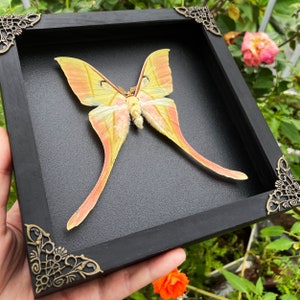 Real Framed Luna Moon Moth Shadow Box Butterfly Insect Frame Dried ...