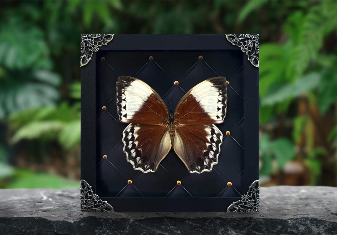 Real Framed Jungle Queen Butterfly Shadow Box Dried Insect Frame Dead ...