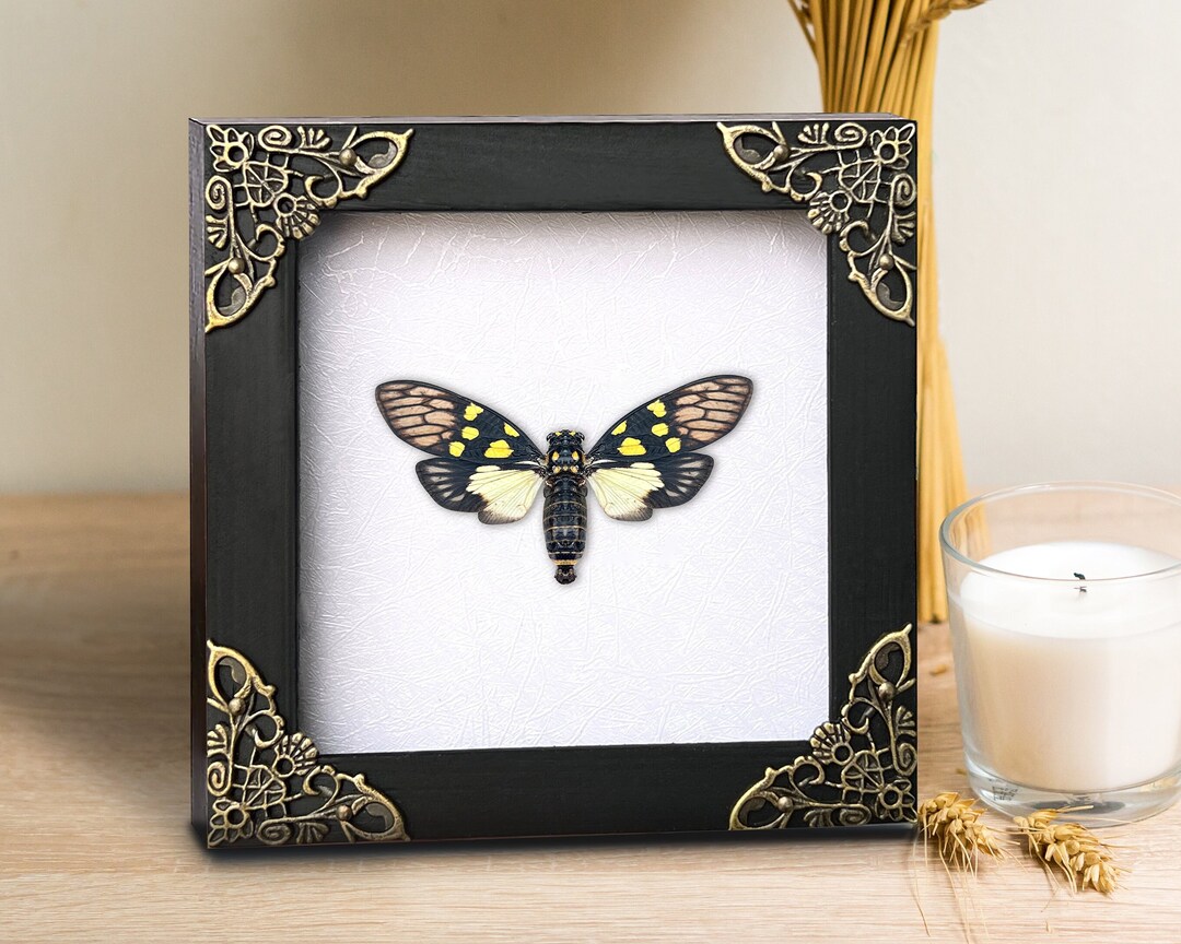 Cicada Frame Artwork Entomology Creepy Collection Framed Insect Bug ...