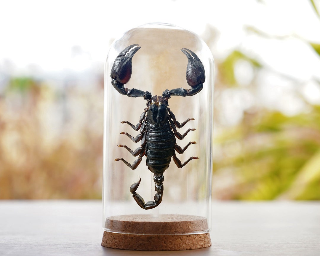 Real Giant Scorpion Insect Dome Bug Taxidermy Bell Jar Display Dried ...