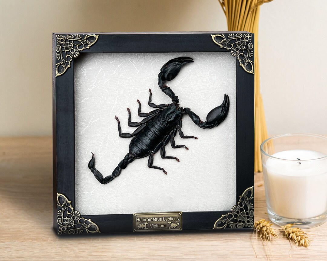 Real Framed Giant Scorpion Shadow Box Insect Frame Taxidermy Taxadermy ...