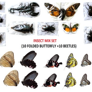15 Real Assorted Beetles Bees Cicada Scorpion Butterfly - Preserved ...