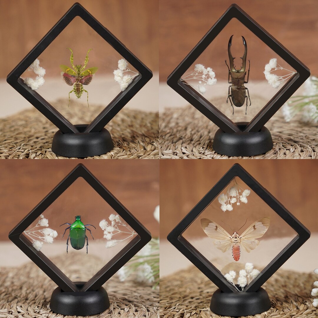 2,4,6 Beetle Bug Butterfly Insect 3D Floating Clear Frames Insect ...