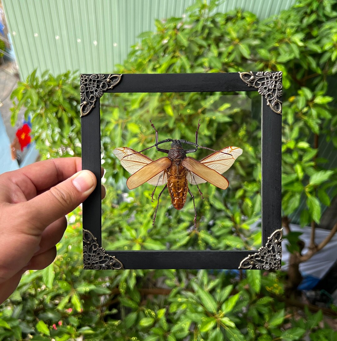Real Framed Cerambycidae Giant Beetle Shadow Box Dried Insect Dead ...