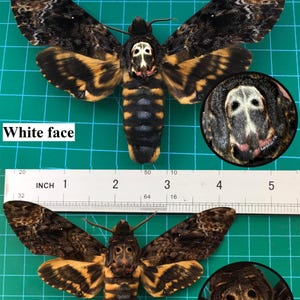 Real Death Head Moth Acherontia Coffin Frame, Black Gothic Hanging ...