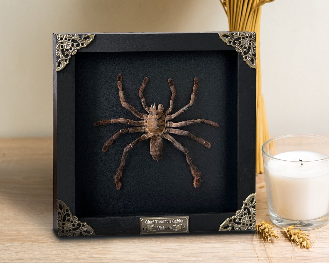 Real Framed Spider Tarantula Bird Eating Insect Shadow Box Taxidermy ...