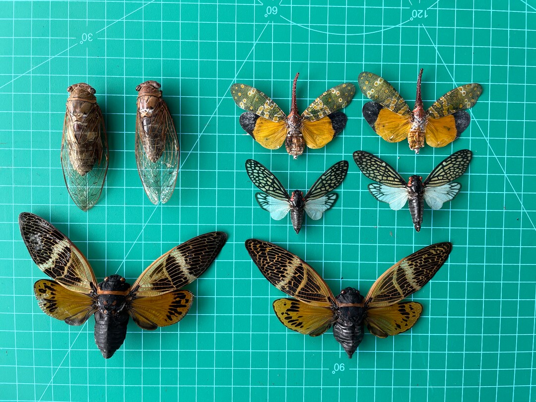 8 Real Mixed Cicadas Cicadoidea Beetles Assorted Insect Bug Butterfly ...