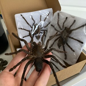 Real Framed Spider Tarantula Bird Eating Insect Shadow Box Taxidermy ...