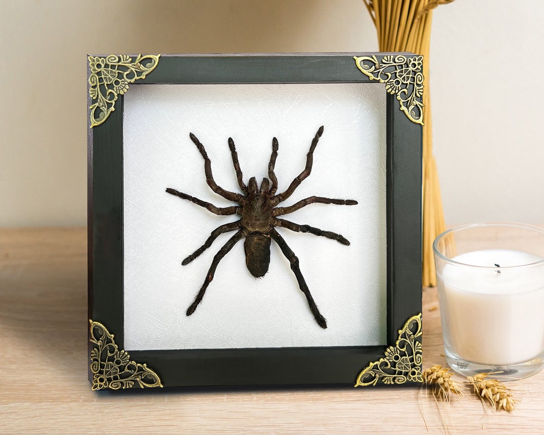 Real Framed Spider Tarantula Bird Eating Insect Shadow Box - Etsy