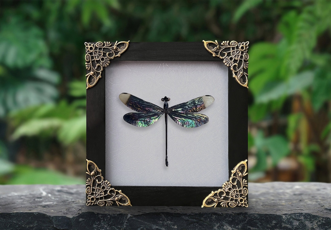 Oddities Curiosities Wall Decor, Framed Insect Dragonfly Damselfly ...