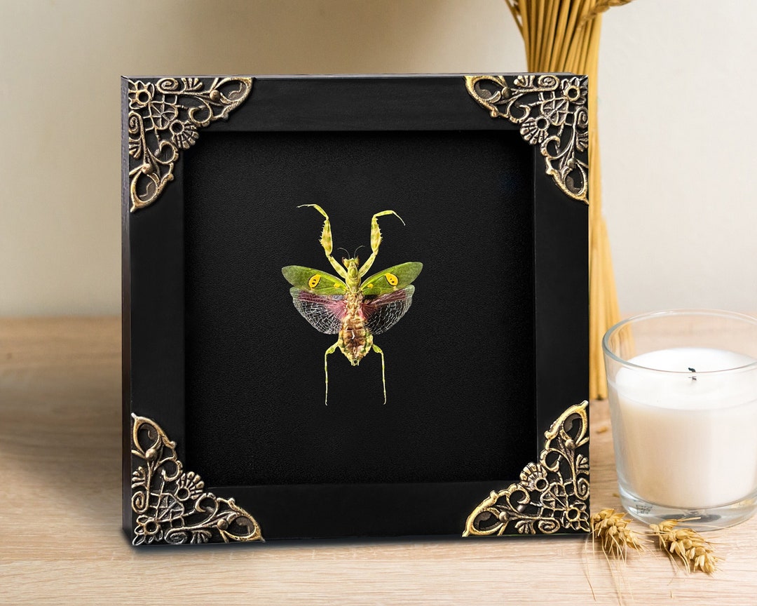 Mantis Creobroter Frame Black Wall Art Christmas Creepy Gift Beetle ...