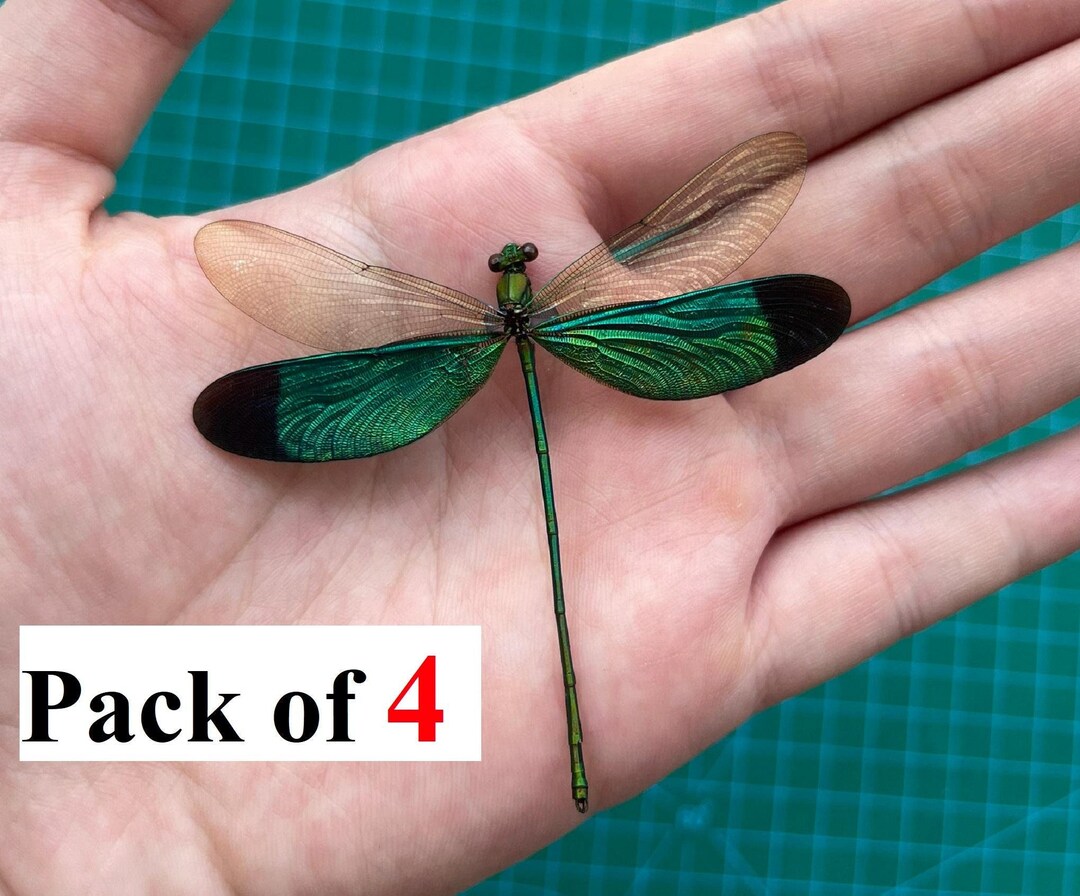 Pack 4 Real Damselfly Dragonfly Insect Bugs Beetle Taxadermy Pinned Dried Insect Specimen ...