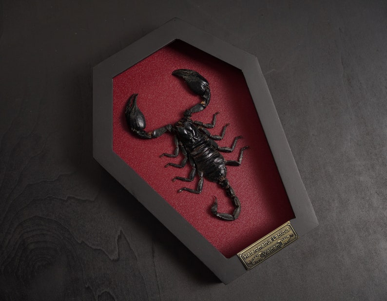 Black Scorpion Coffin Frame Shadow Box, Bug Frame Taxidermy Curiosities ...