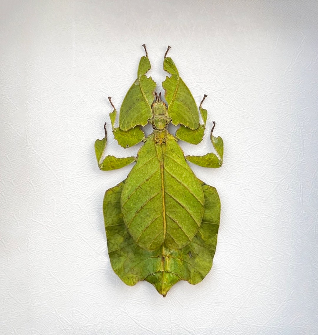 Real Walking Leaf Beetle Taxadermy Pinned Dried Insect Bugs Specimens ...