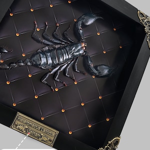 Scorpion in Shadow Box , Scorpion Dome Display Preserved Insect Frame ...