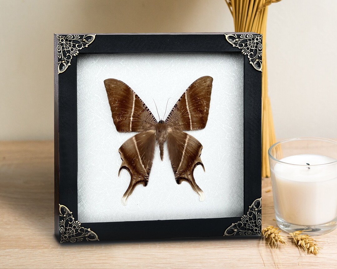 Real Framed Moth Shadow Box Butterfly Insect Frame Dried - Etsy