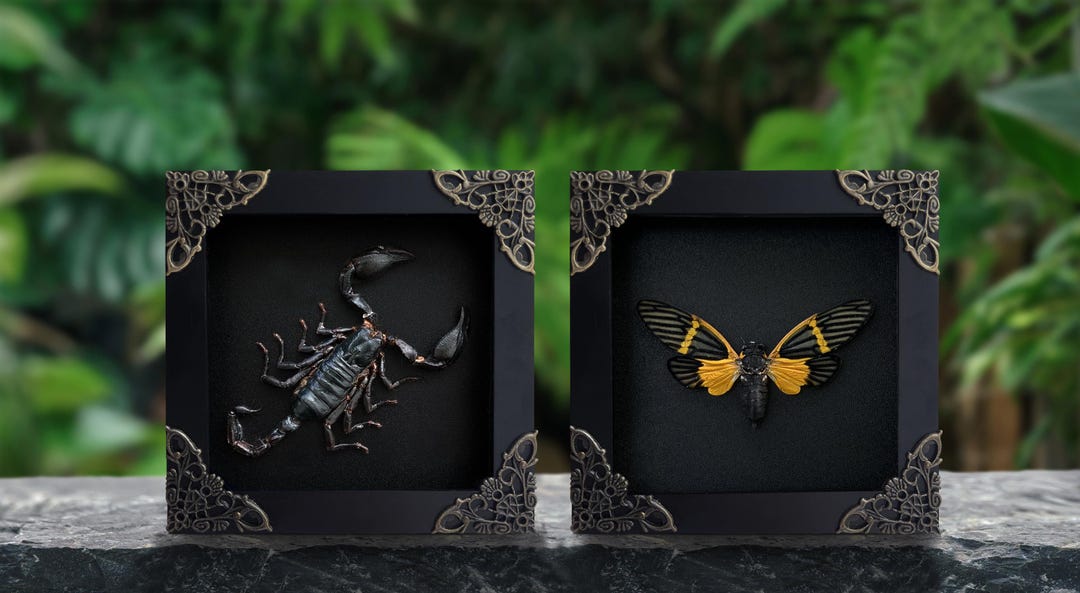 2 Framed Cicada & Scorpion Insect Shadow Box Real Dried Butterfly Bug ...
