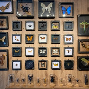 Scorpion Frame Taxedermy Black Wall Decor Gothic Artwork, Preserve ...