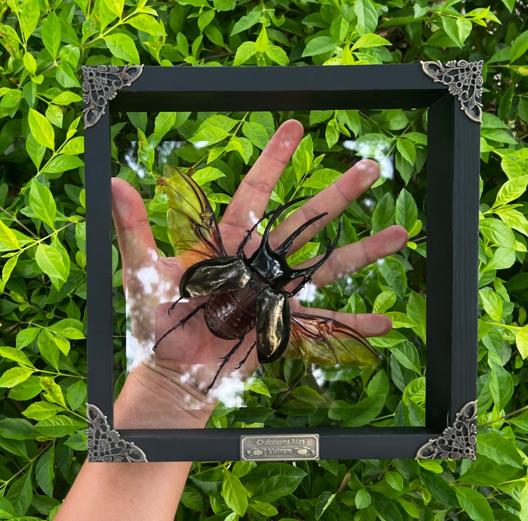 Real Giant Atlas Beetle Insect Framed Dead Bug Oddities Curiosities ...